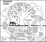 The Nutrient Cycle